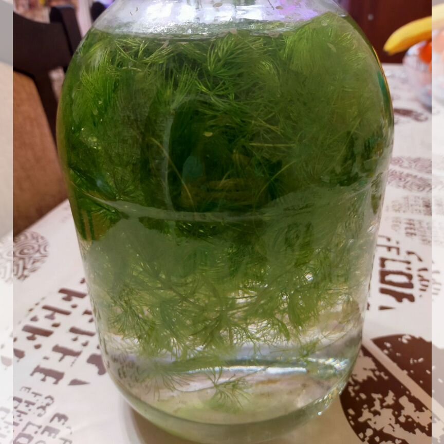 Роголистник, ряска