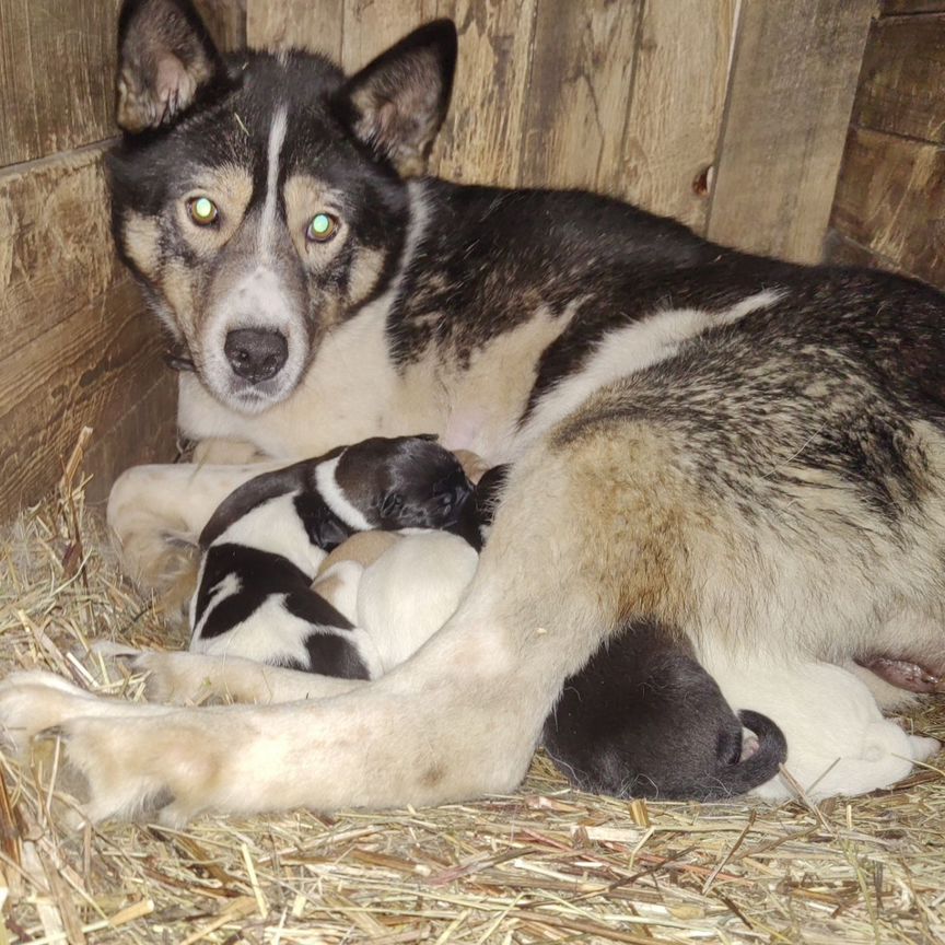 Восточносибирская лайка, щенок