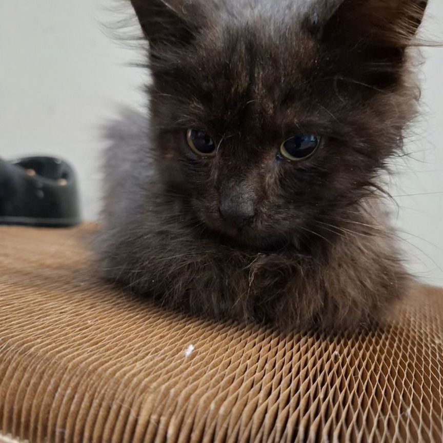 Отдам в хорошие руки котенка