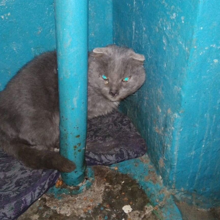 Кошка