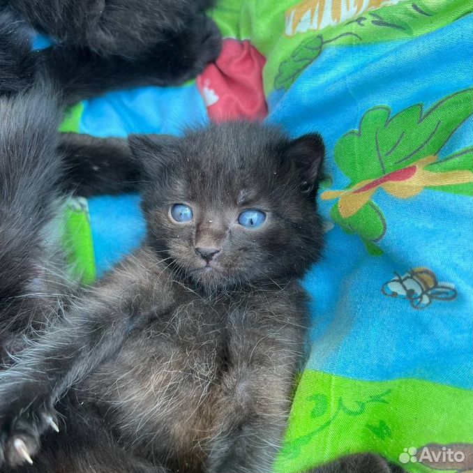 Котенок грудничек девочка ищет дом черный мишка