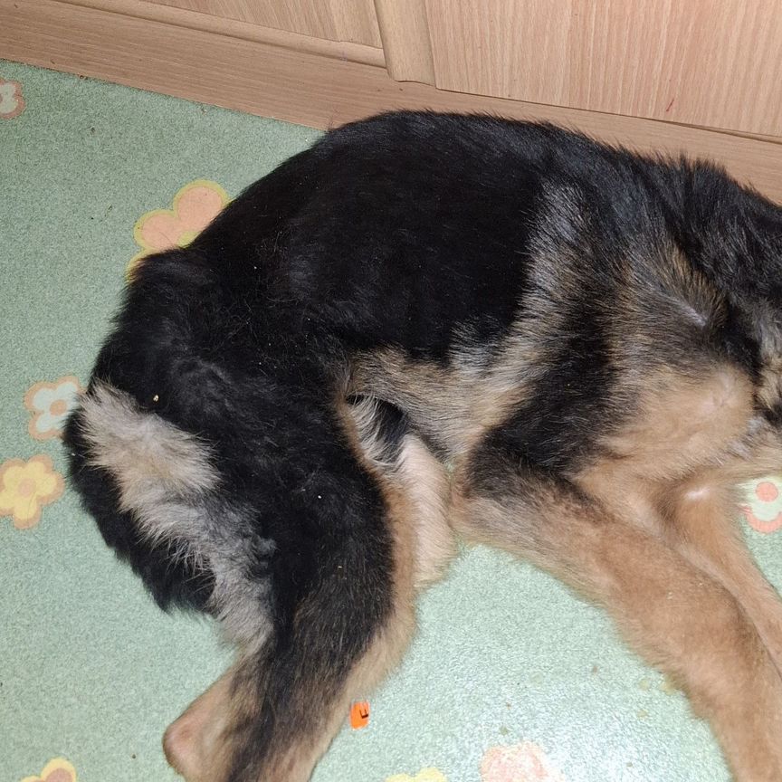 Щенок в добрые руки бесплатно