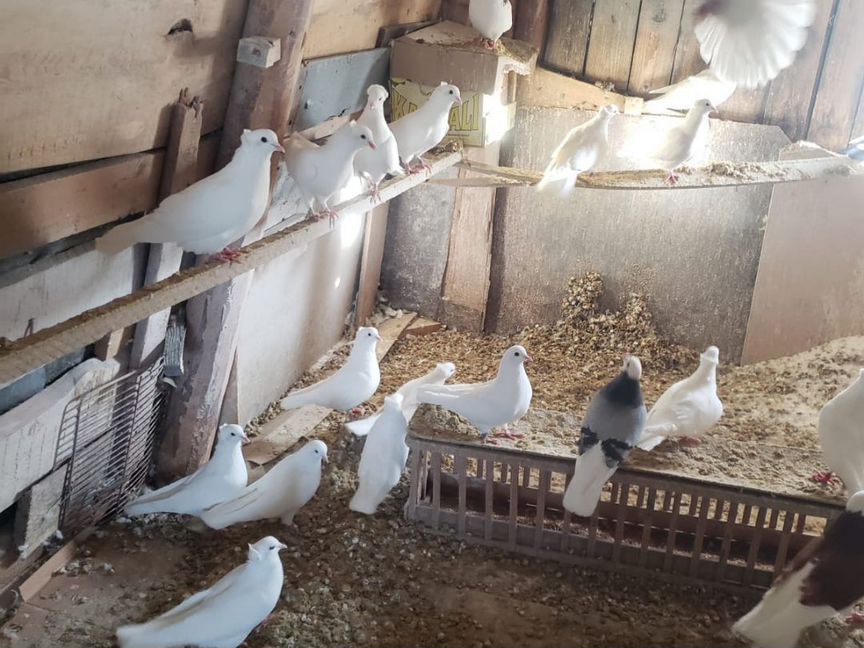 Бакинские голуби