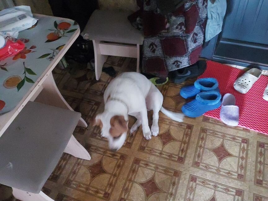 Собака стаффорд