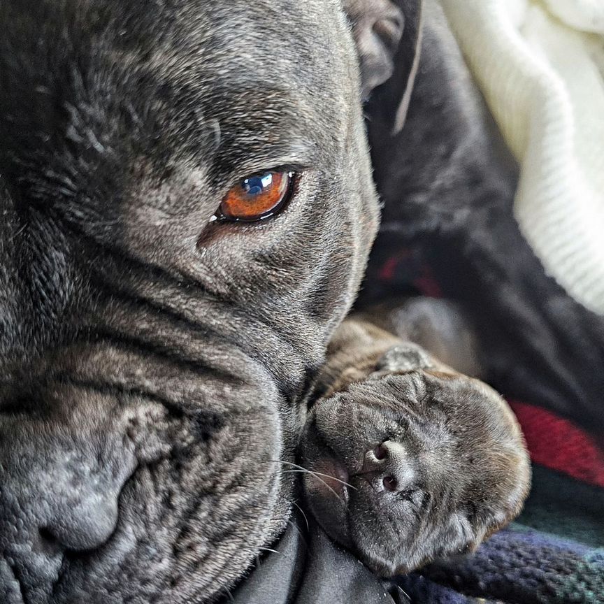 Стаффордширский бультерьер