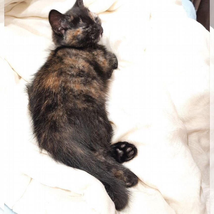 Котёнок