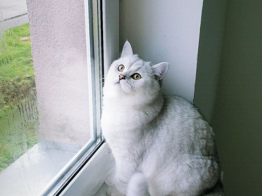 Котёнок серебро шиншиллы