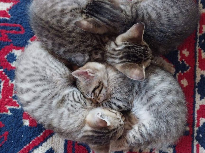 Бенгальские котята