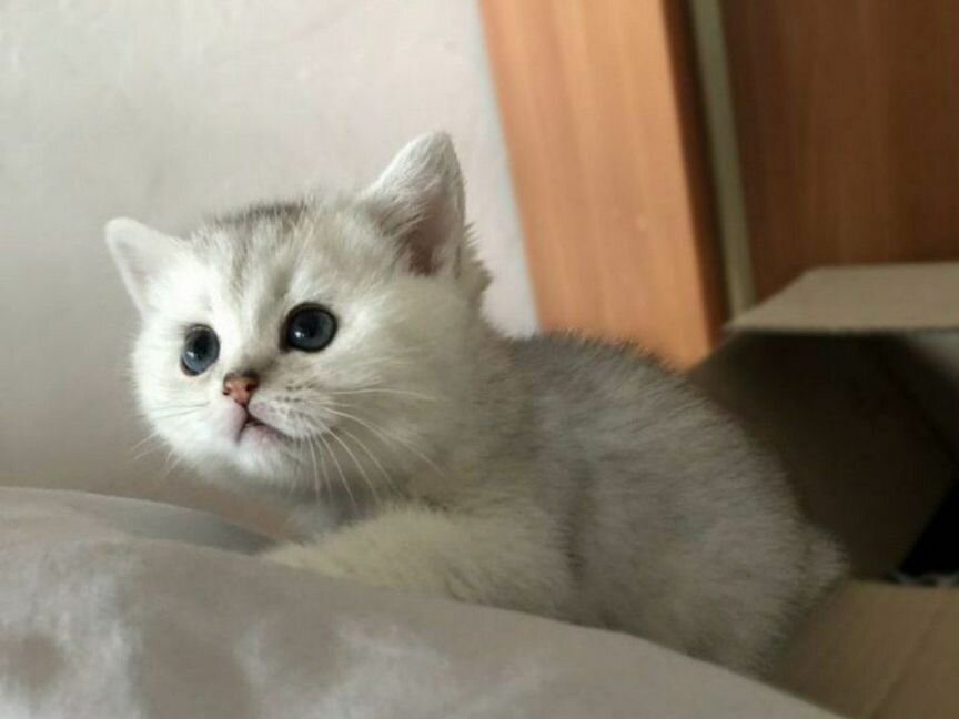 Кошки породистые шотландские