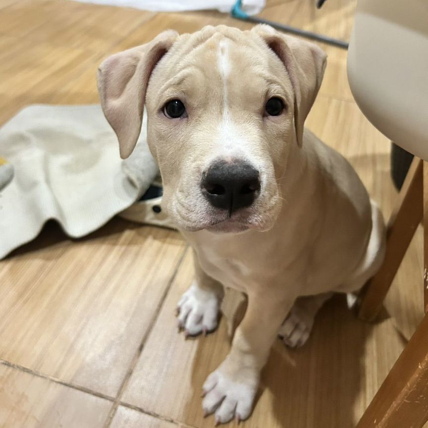 Американский стаффордширский терьер, щенок