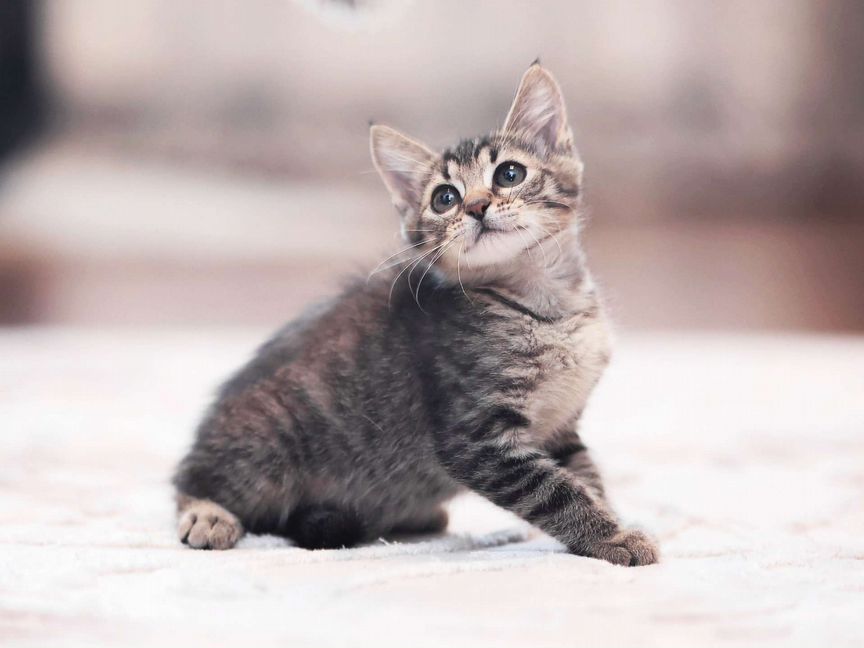 Котята бесплатно