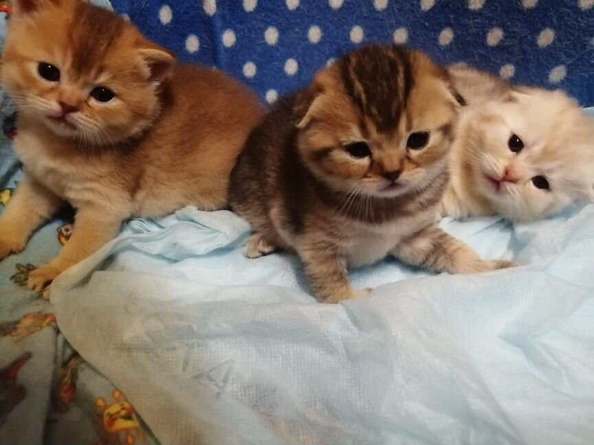 Шотландские котята