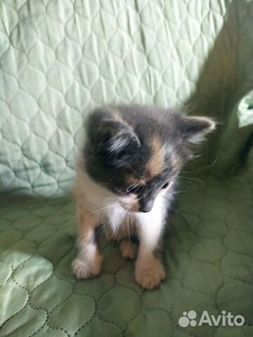 Отдам котят в хорошие руки