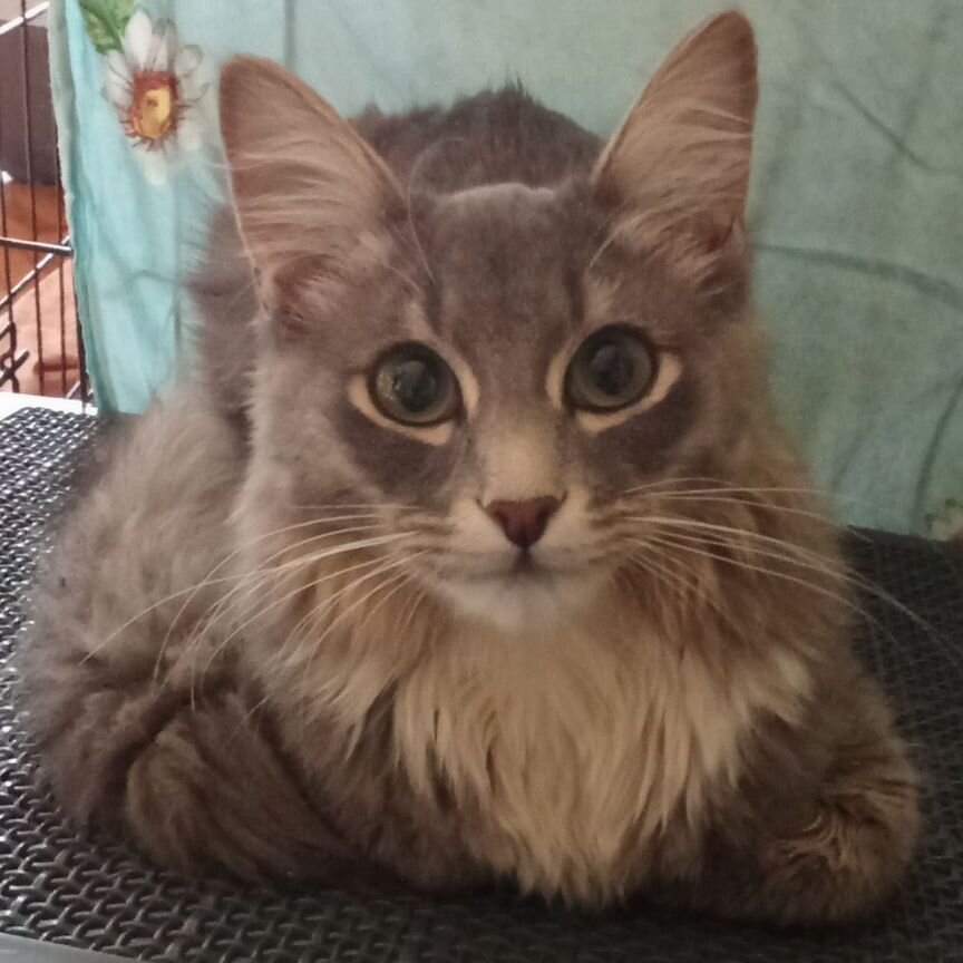 Котик в добрые руки