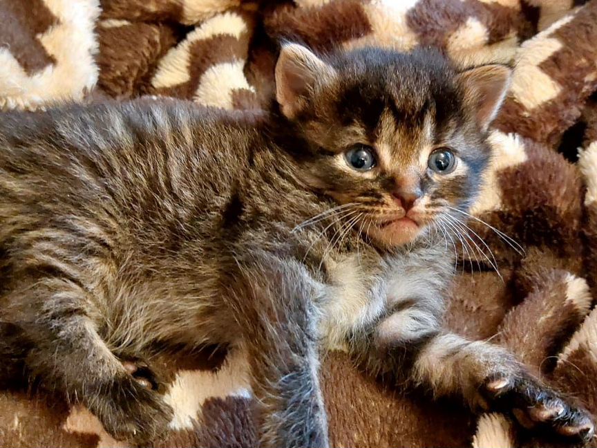 Кошка в дар бесплатно