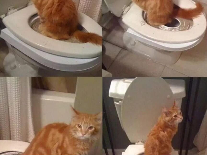 Приучение кота к унитазу