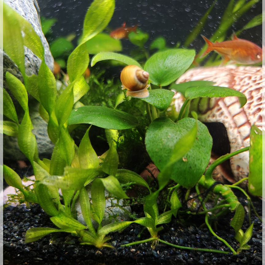 Улитки Ампулярии, детки