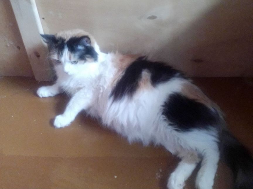 Кошка котята не нужны