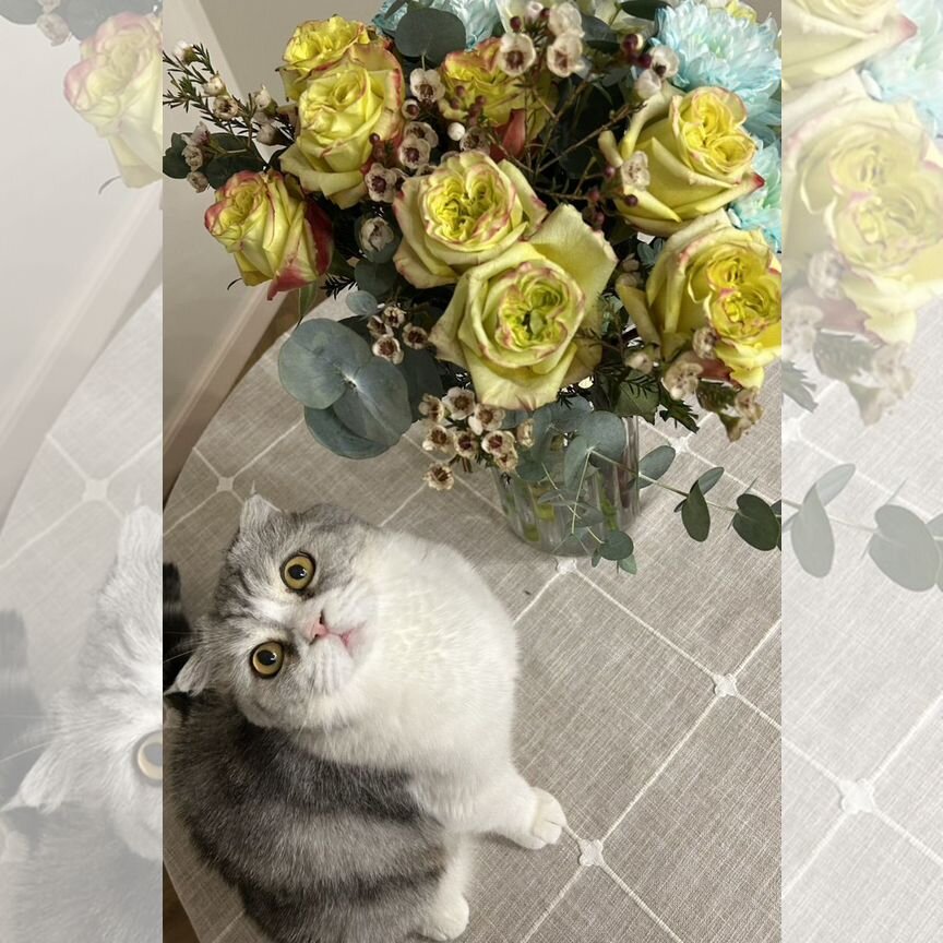 Шотландский вислоухий короткошёрстный, взрослый кот