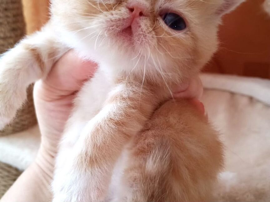 Экзотический котенок девочка