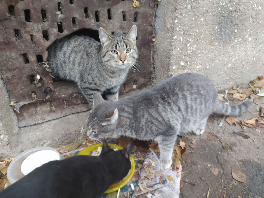 Прекрасные котики со двора