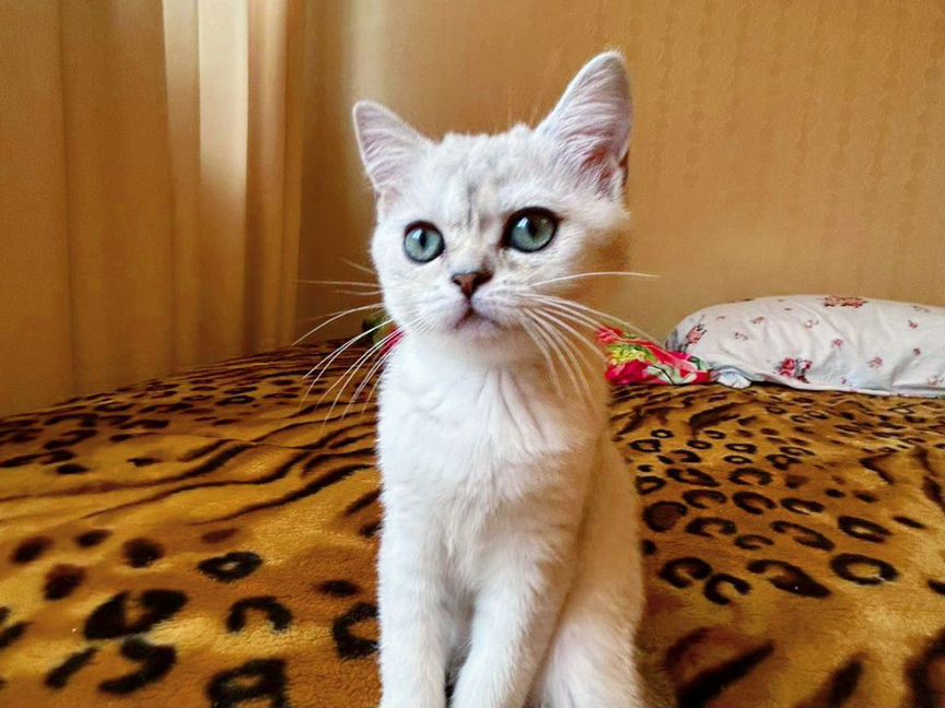 Шотландский котёнок девочка