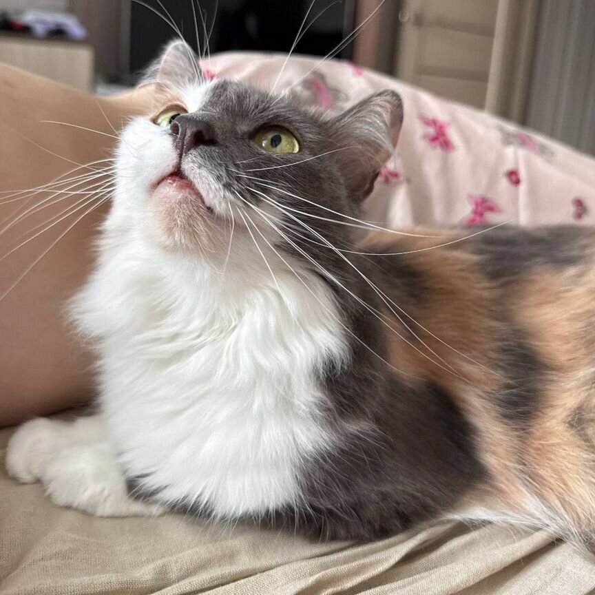 Взрослая, кошка в добрые руки