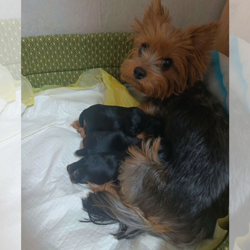 Йоркширский терьер, щенок