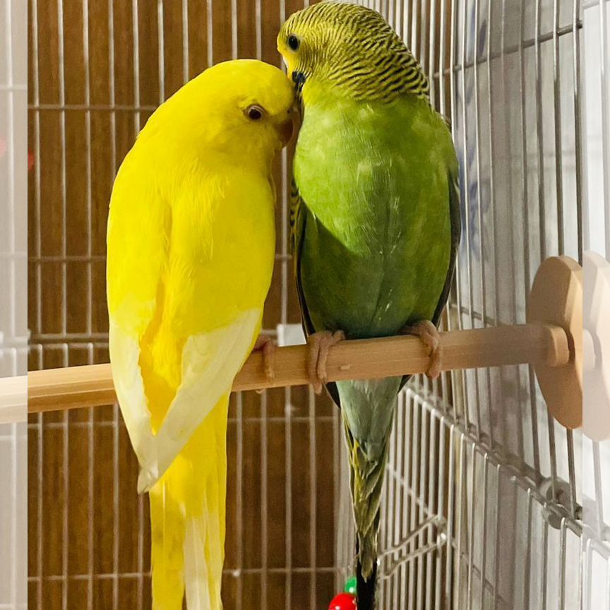 Волнистый попугай с клеткой