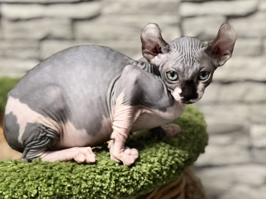 Эльф котенок