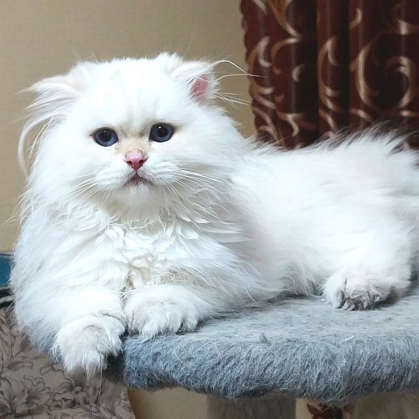 Шотландский с синими глазами