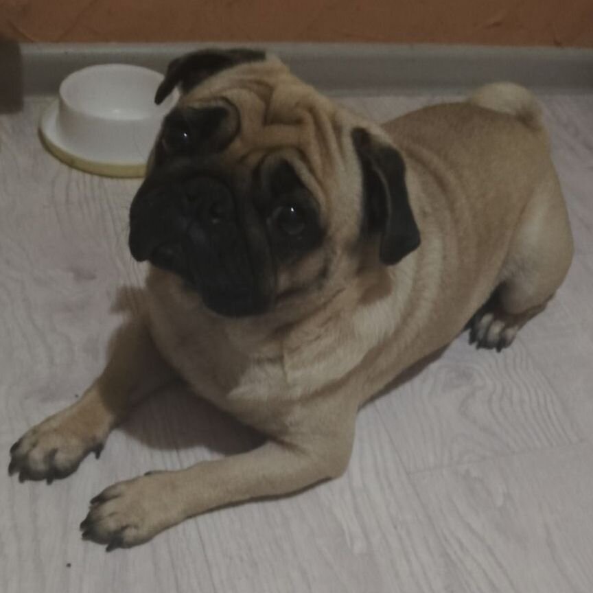 Мопс, взрослый пёс