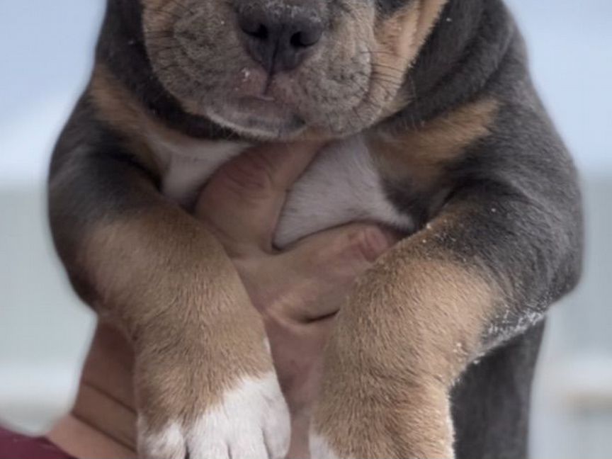 Кобель Американского булли