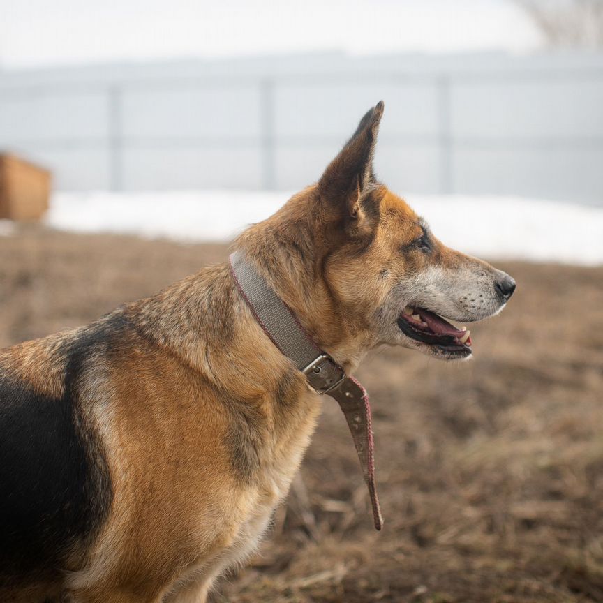 Очень умная собака