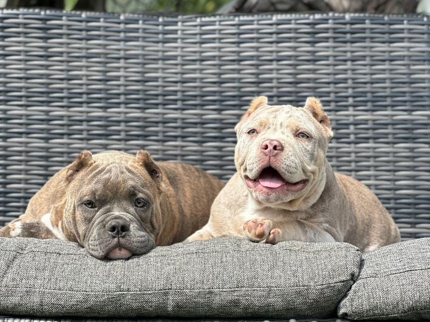 Американские булли девчонки