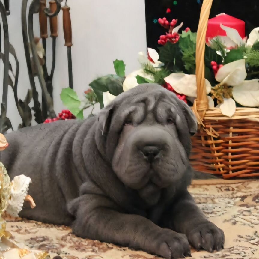 Шарпей, щенок