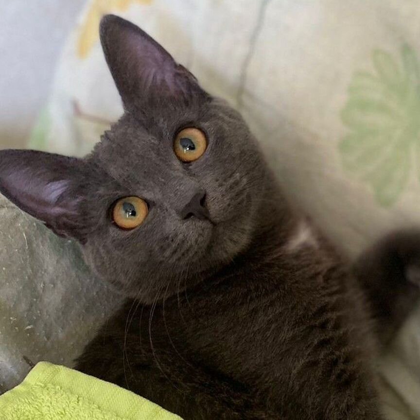 Плюшевый и дымчатый мальчик(5 мес)в добрые руки