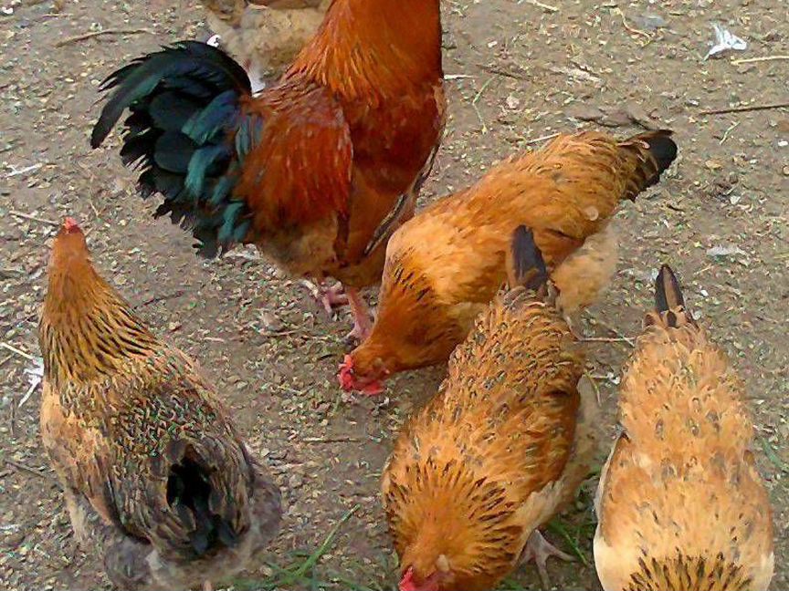 Цыплята кучинской породы