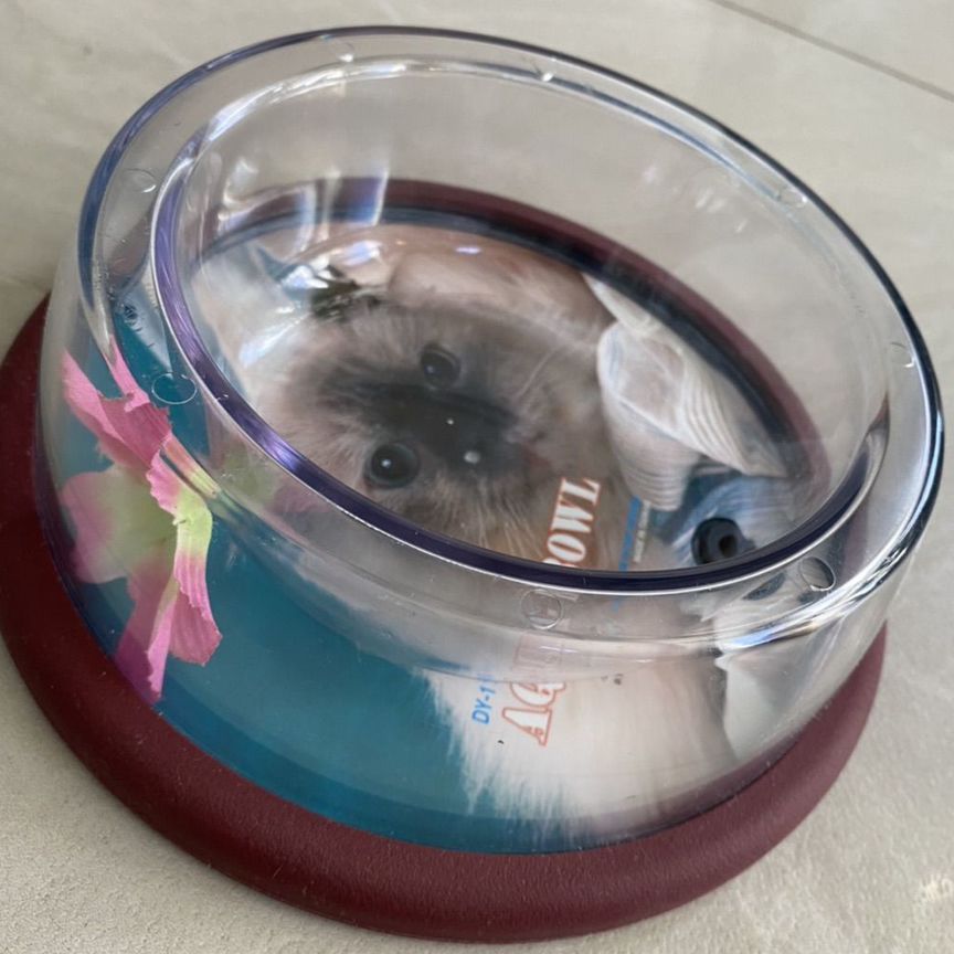 Миска-аквариум aqua-bowl для животных Новая