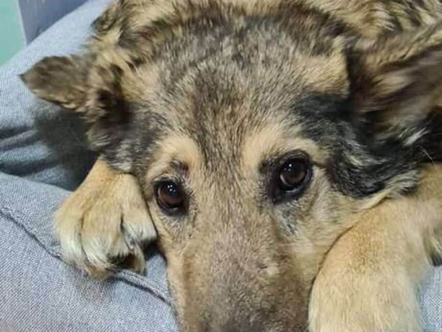 Собака Буран в добрые руки