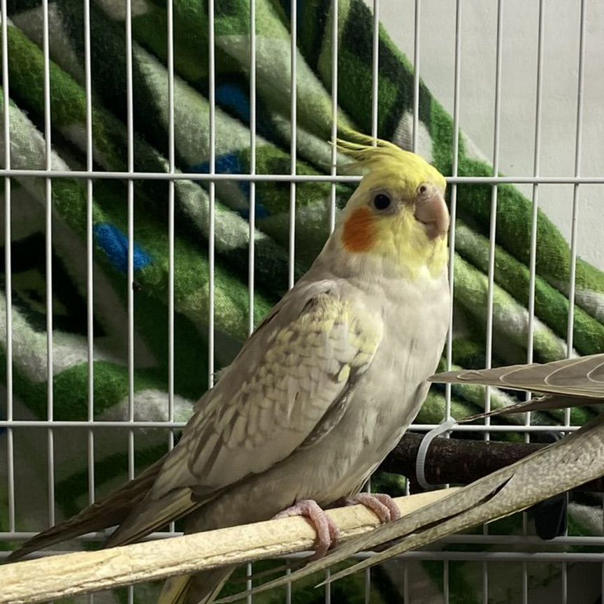 Попугай корелла девочка