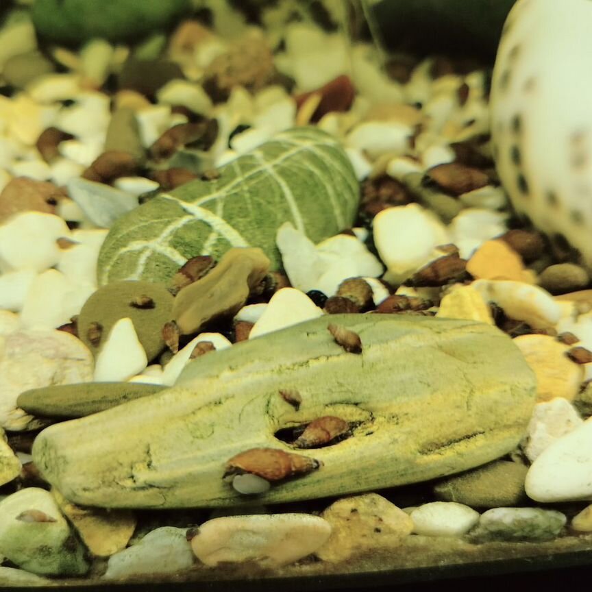 Улитка аквариумная Геркулес