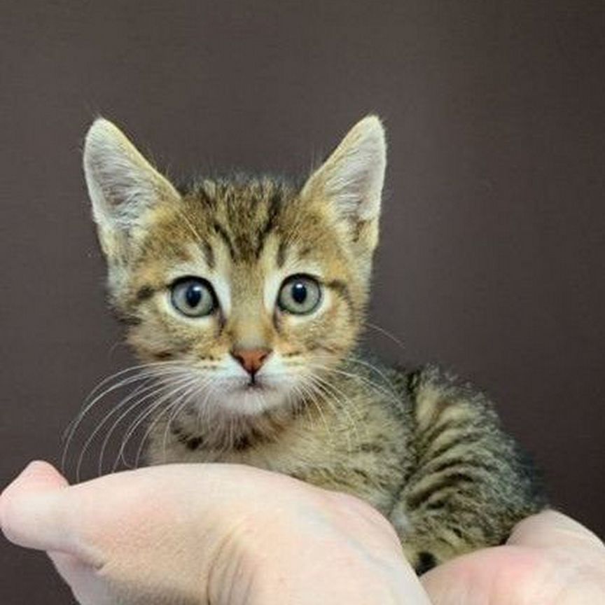 Котёнок, 2мес, девочка