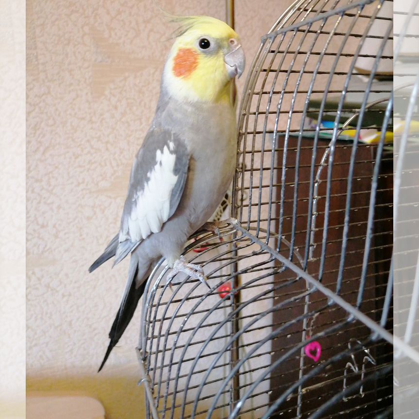 Попугай корелла с клеткой