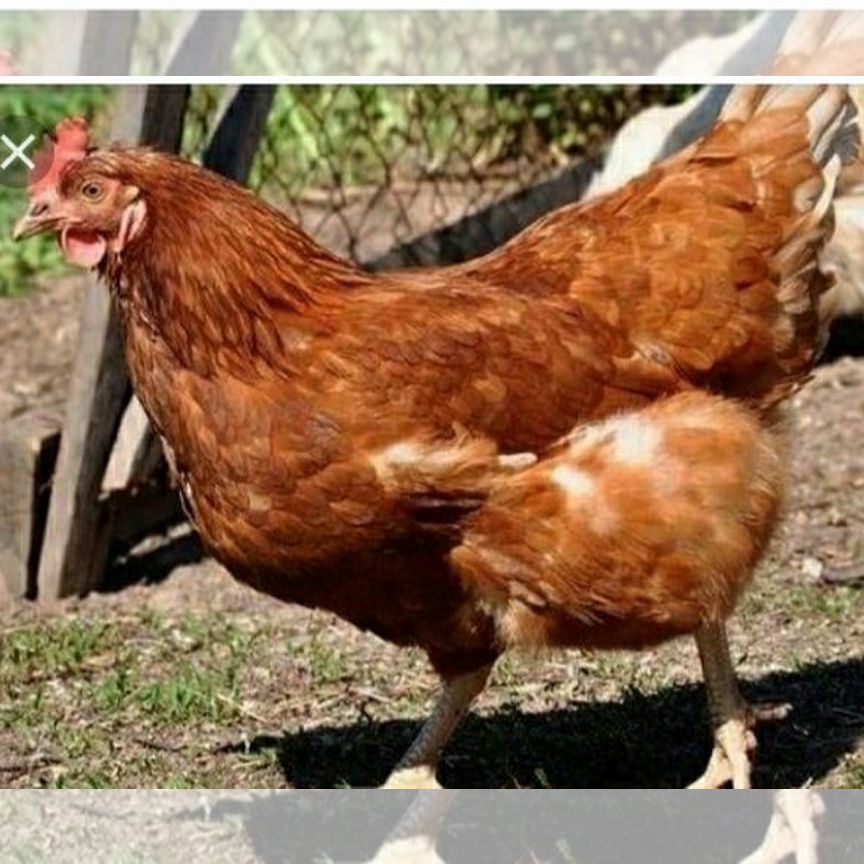 Курочки несушки