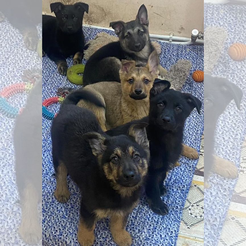 Щенок в добрые руки