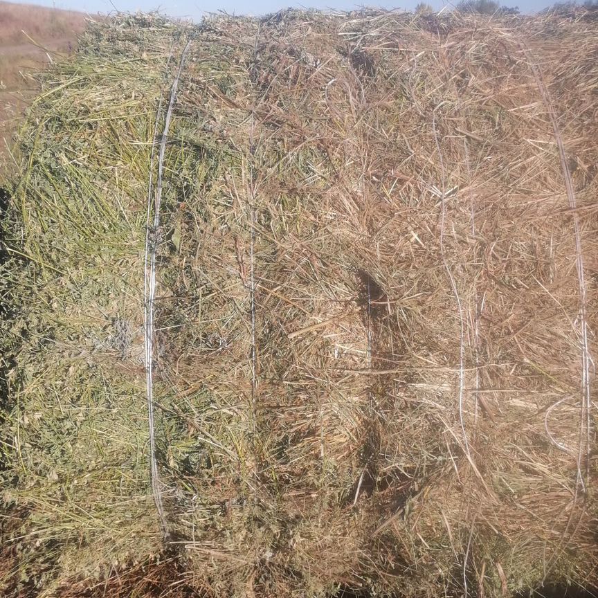 Семена люцерны