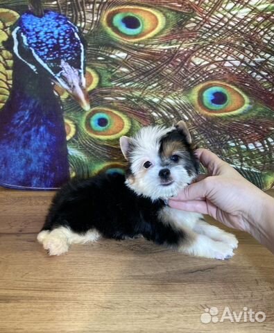 Крупный бивер йорк мальчик чёрный