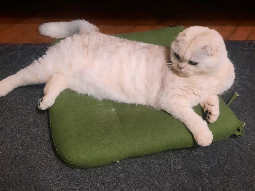 Продам кота породы шотландская вислоухая