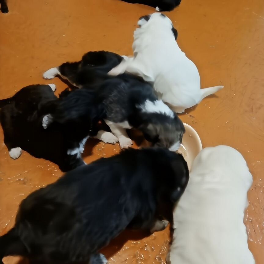 Щенок в добрые руки